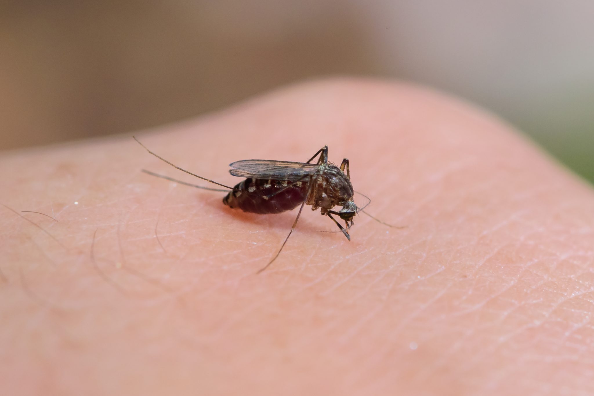 Febre do Mayaro: causa, sintomas e tratamento | Blog dr.consulta