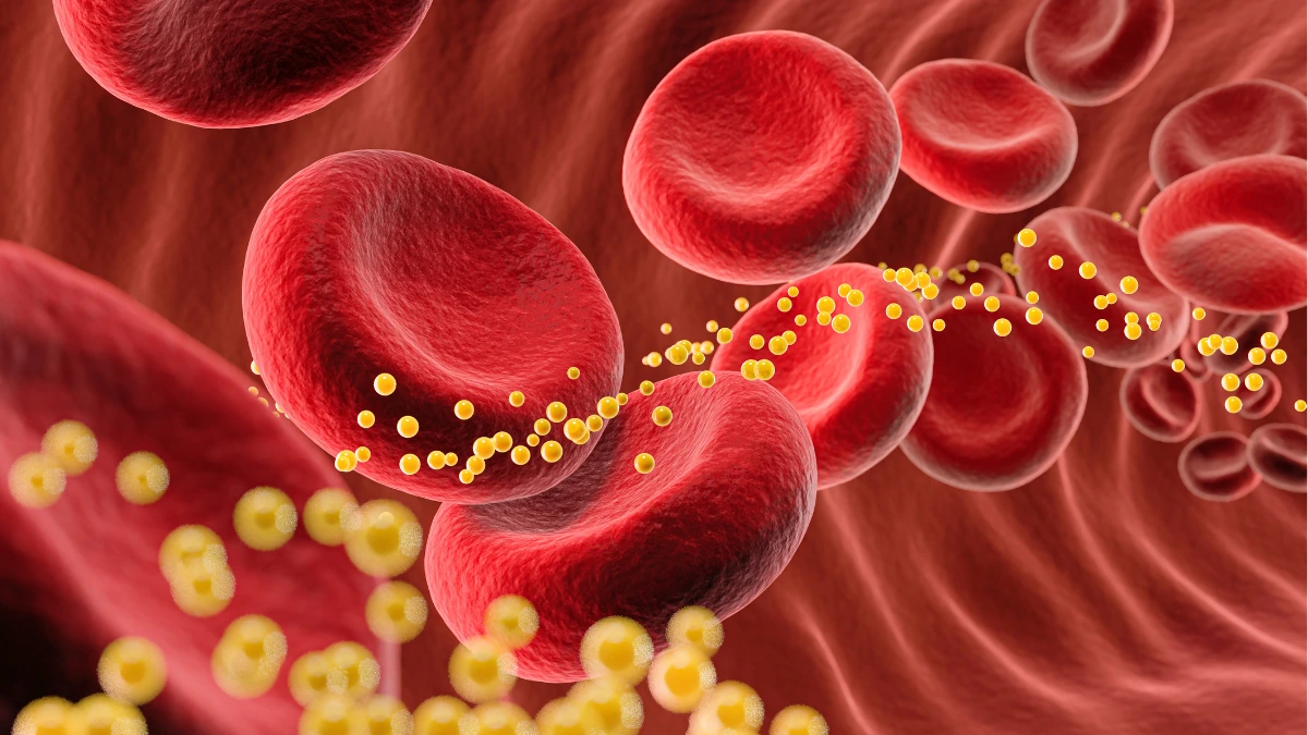 Colesterol bom existe e é importante para sua saúde | Blog dr.consulta