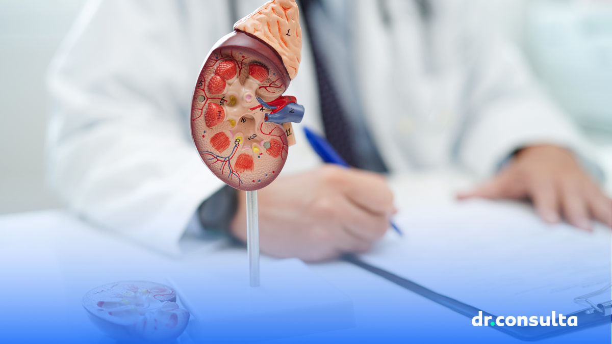 Saiba o que a creatinina alta diz sobre a saúde dos rins | Blog dr.consulta